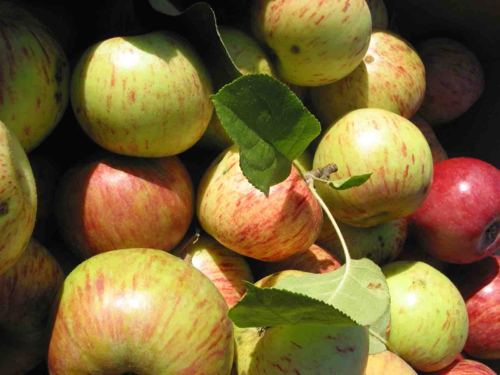 Organic Gravenstein apples from Sebastopol | Laura's Apples